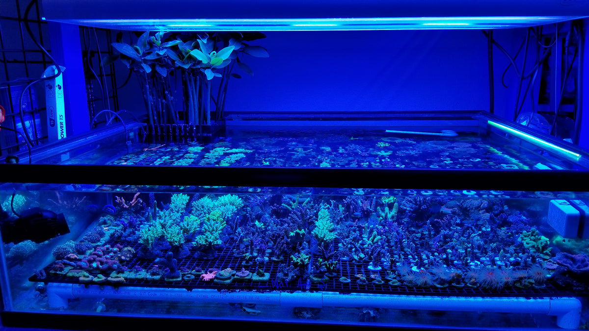 Virtual Tank 1 – Deep Blue Aquarium