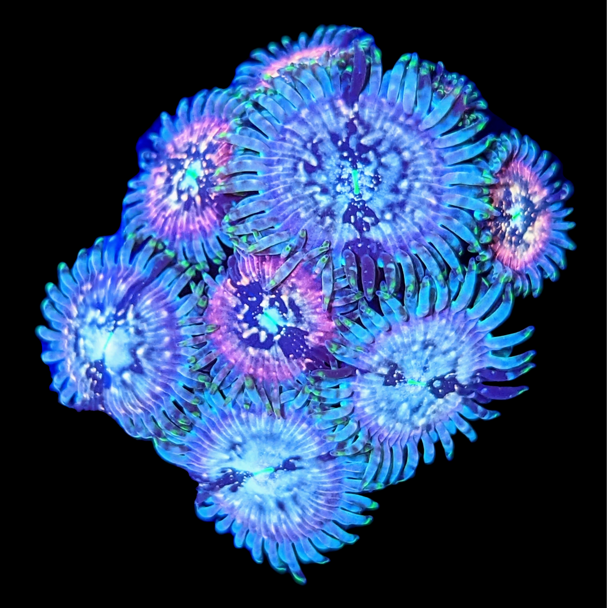 Hawaiian Ding Dang – Deep Blue Aquarium