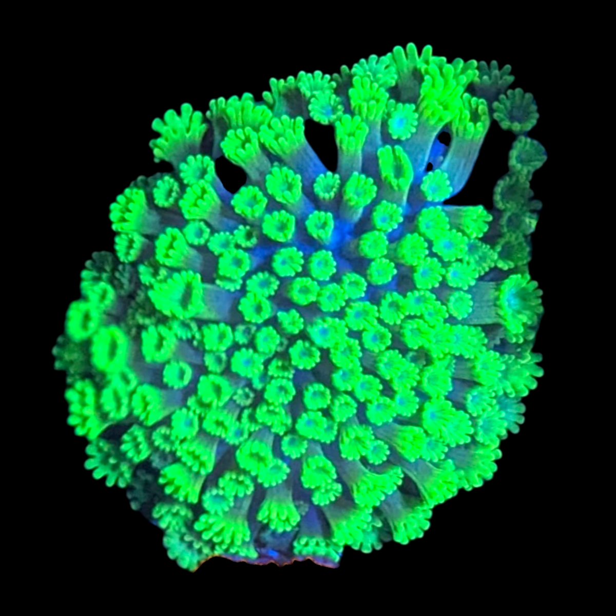 Toxic Bernardpora Coral – Deep Blue Aquarium