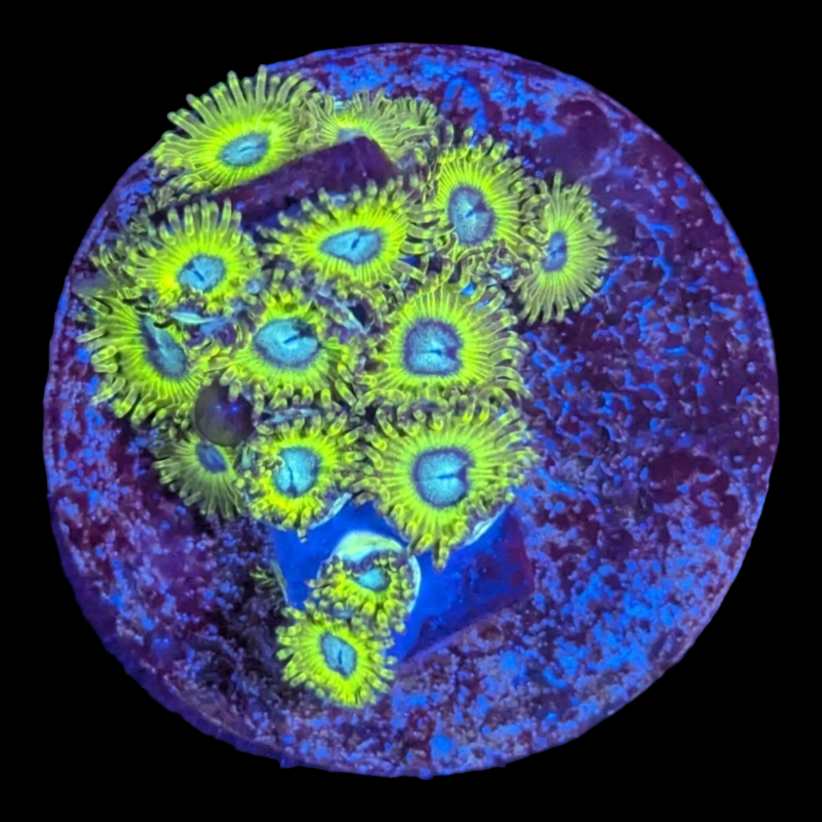 Pikachu Zoanthid – Deep Blue Aquarium