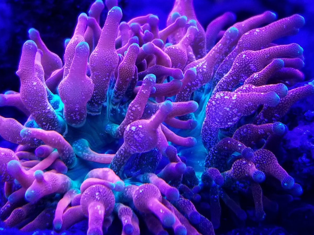 DBA Hellfire – Deep Blue Aquarium