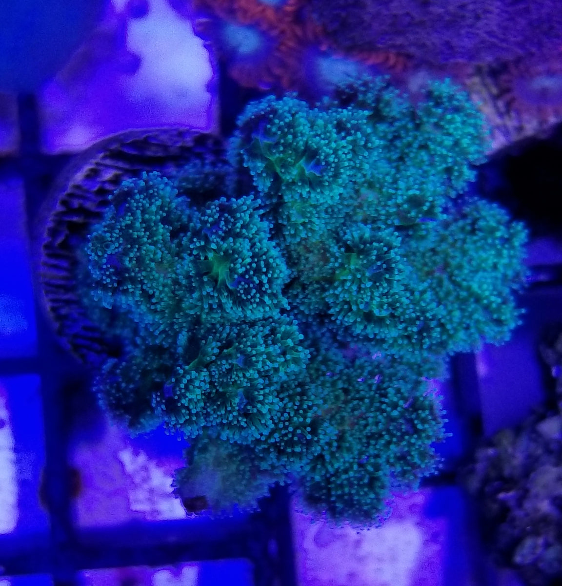 Cauliflower Pocillopora Green – Deep Blue Aquarium
