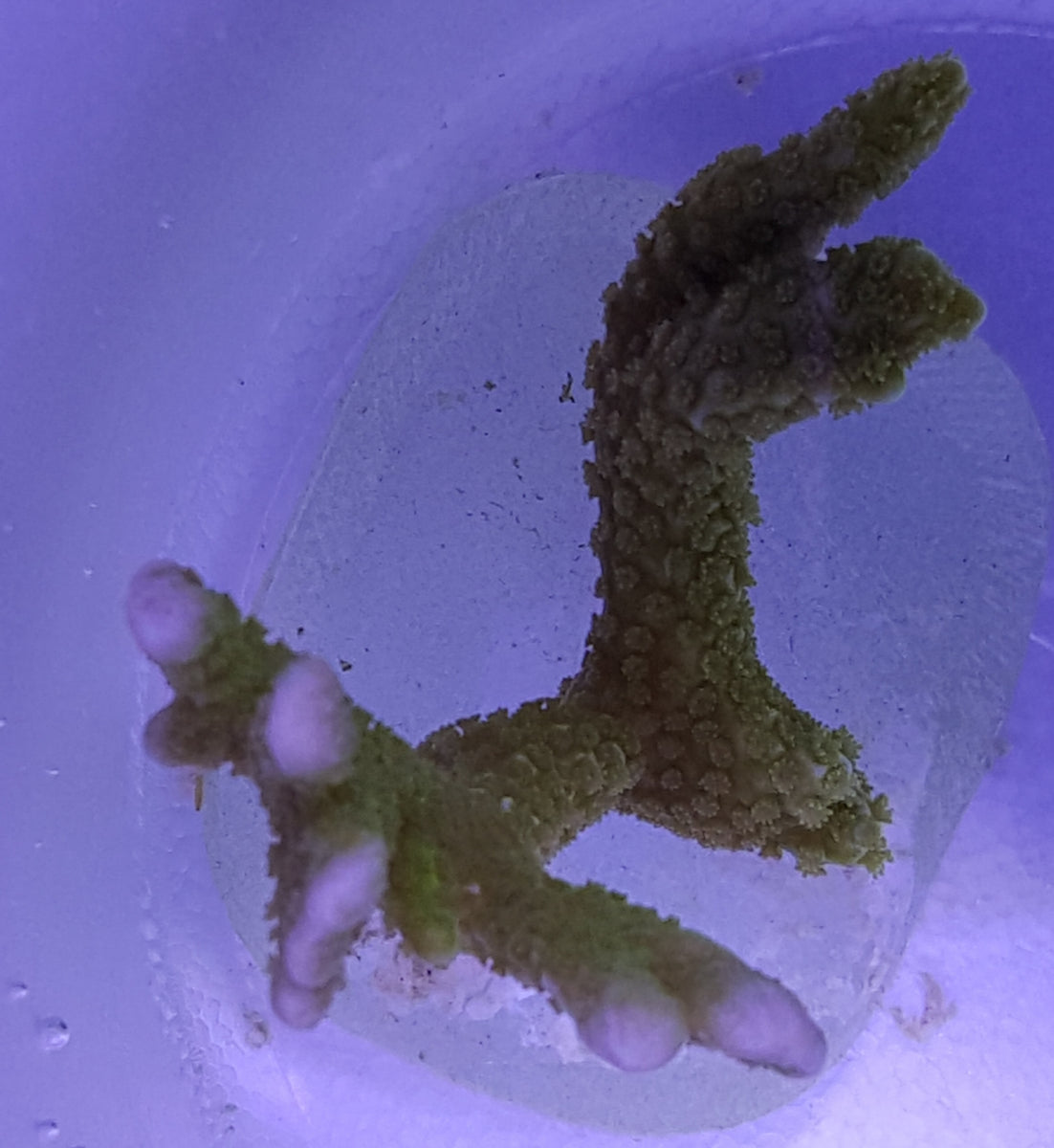 Green Montipora Digitata – Deep Blue Aquarium
