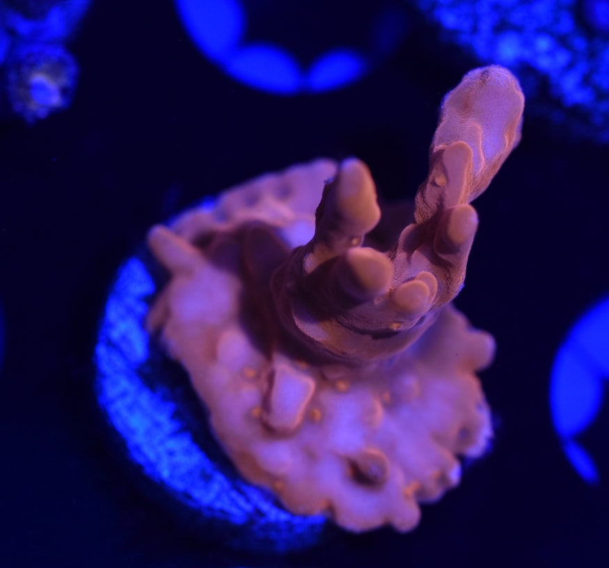 Orange Setosa – Deep Blue Aquarium