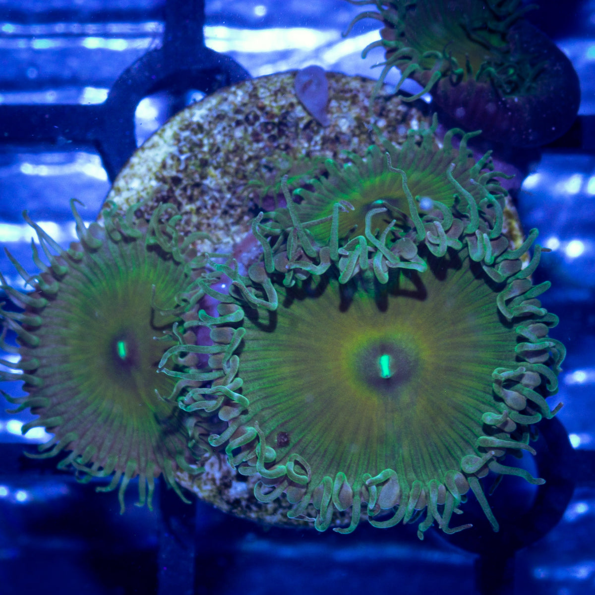 Captain Jerk Palythoa – Deep Blue Aquarium