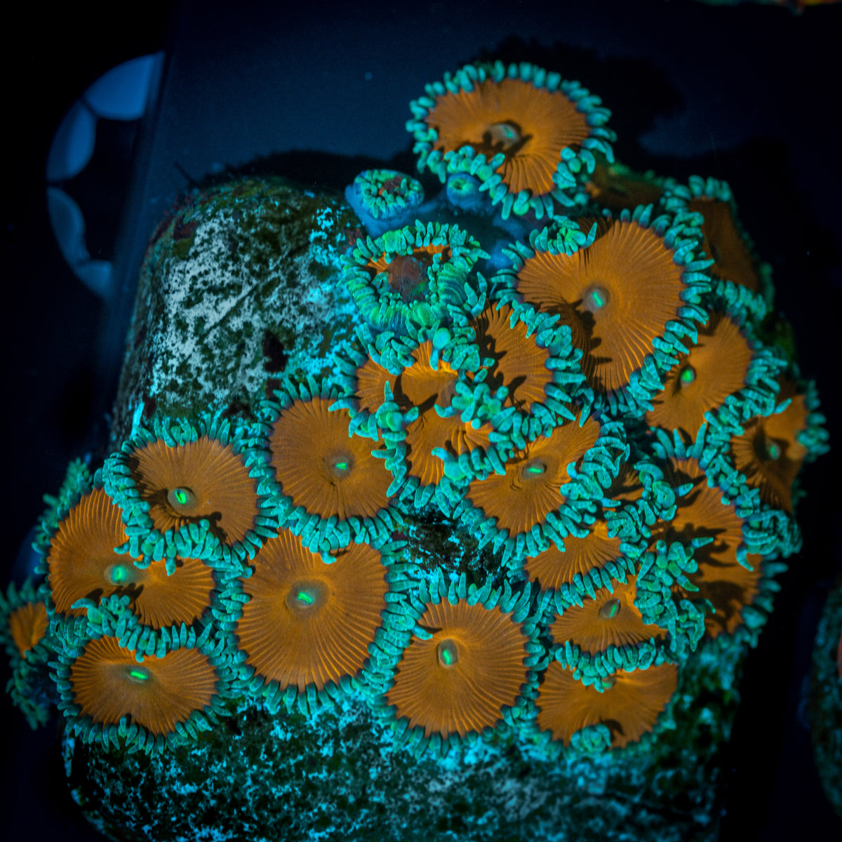 Red Death Palythoas – Deep Blue Aquarium