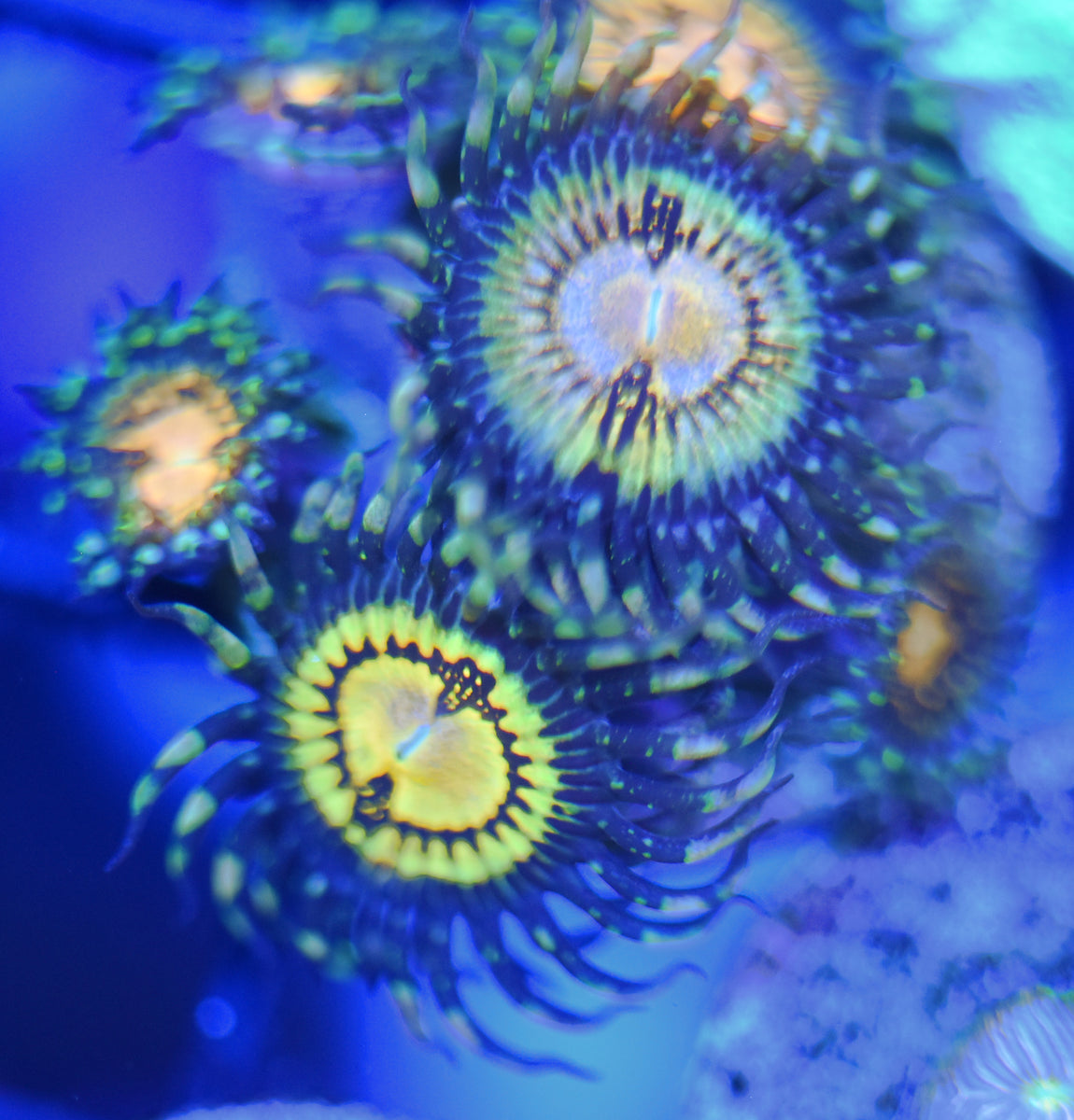 Butt Muncher Paly – Deep Blue Aquarium