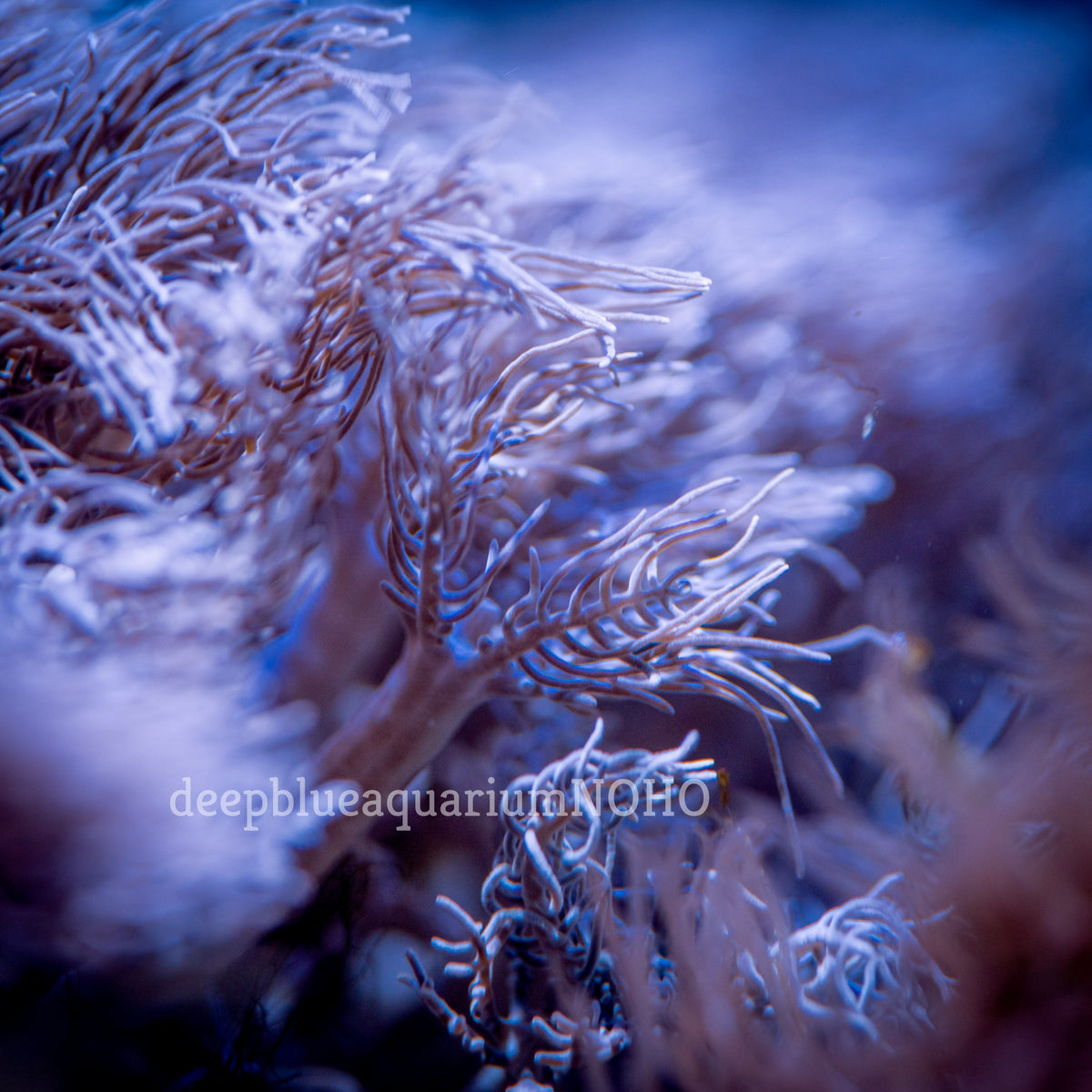 Anthelia – Deep Blue Aquarium