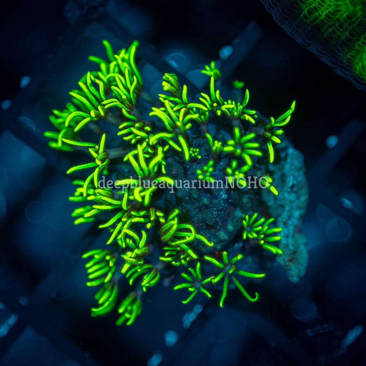Green Star Polyps – Deep Blue Aquarium