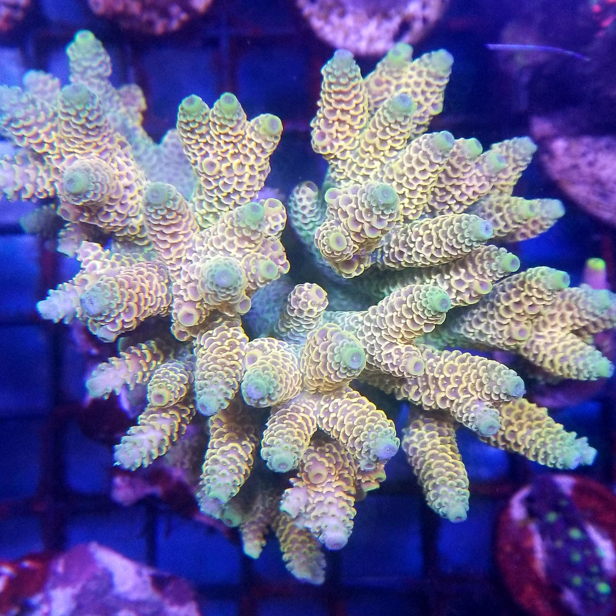 Gold Flake Millepora Acropora sp. – Deep Blue Aquarium