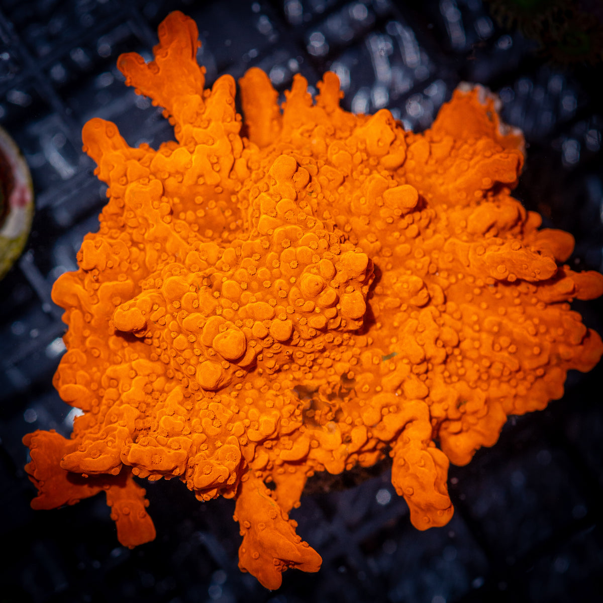 Orange Setosa – Deep Blue Aquarium