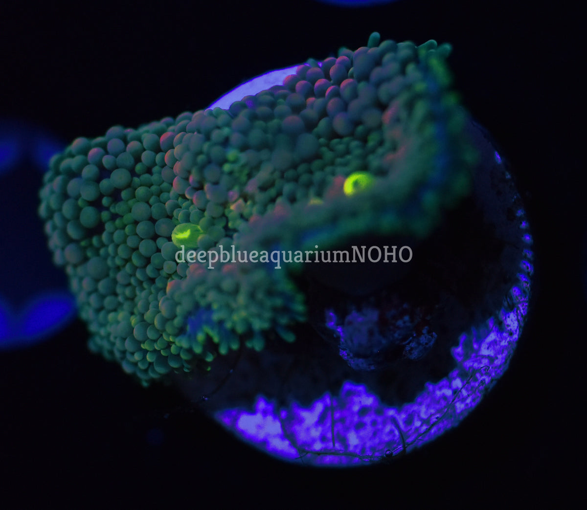 Pink Ricordea Mushroom – Deep Blue Aquarium