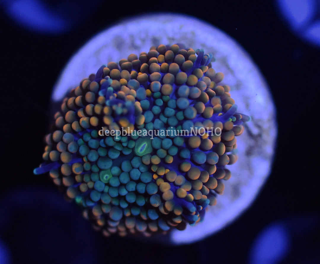 Rainbow Ricordea Mushroom – Deep Blue Aquarium